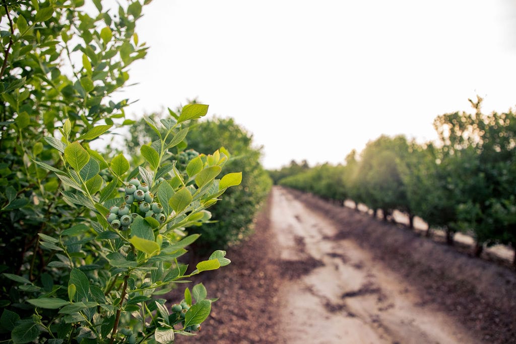 Wrigley's Fields - Blueberry & Turmeric Farm - Bristol, GA