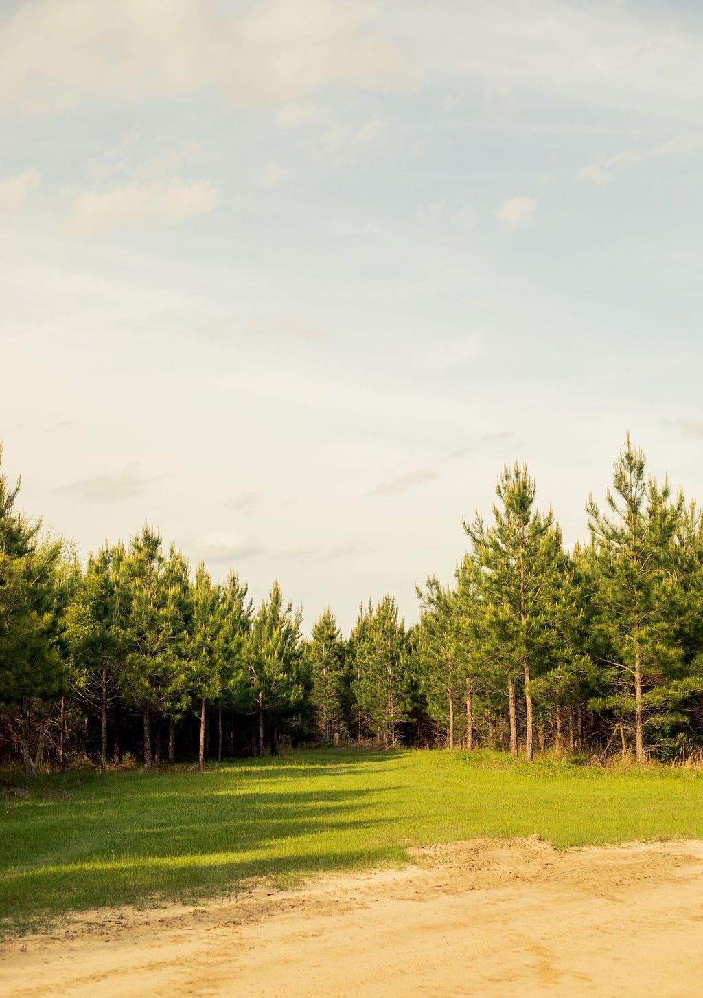 Wrigley's Fields - Blueberry & Turmeric Farm - Bristol, GA